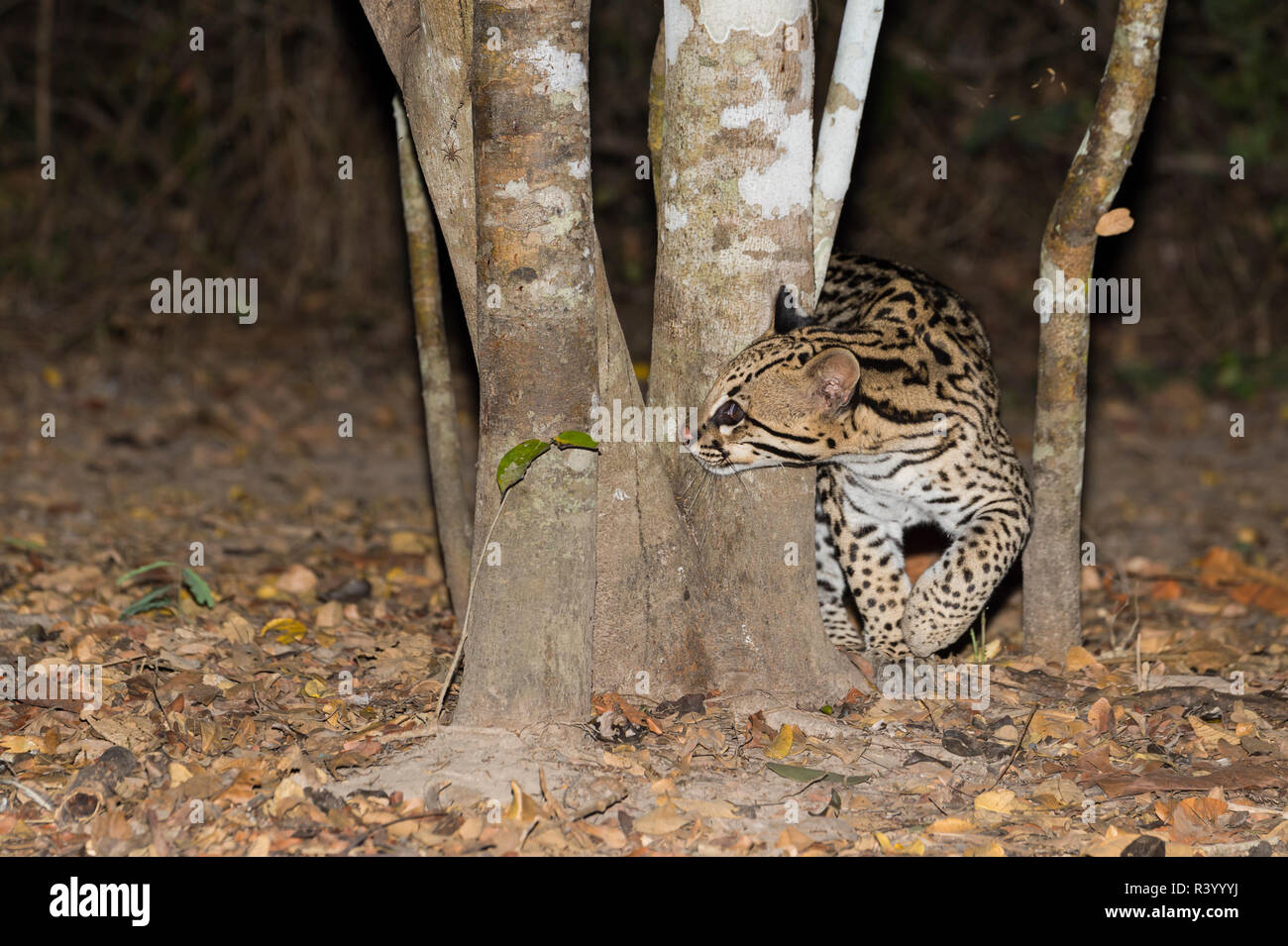 Ocelot (Leopardus pardalis) at night, Pantanal, Mato Grosso, Brazil ...
