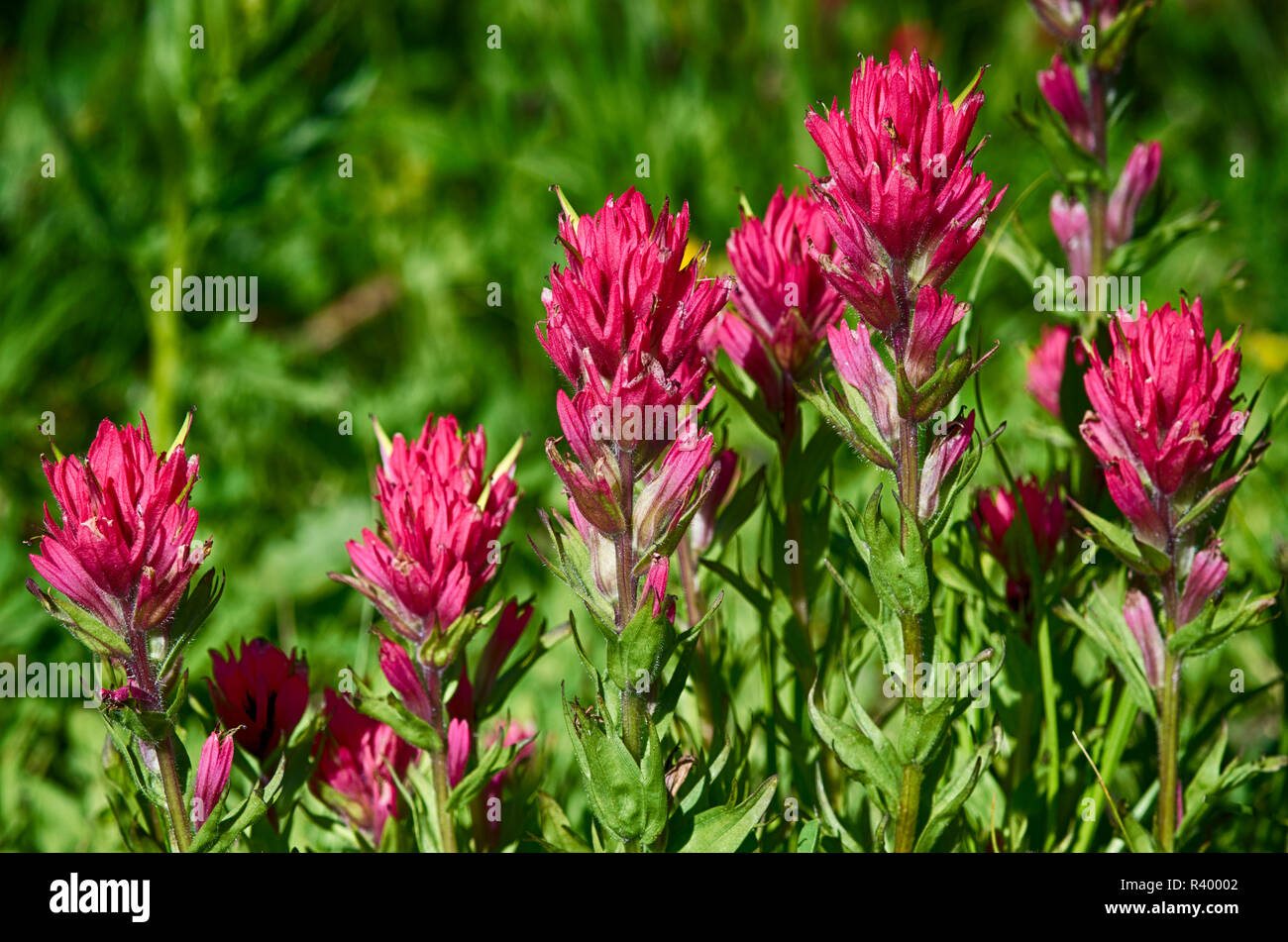 Deschutes National Forest, Oregon, USA. Indian Paintbrush Stock Photo ...