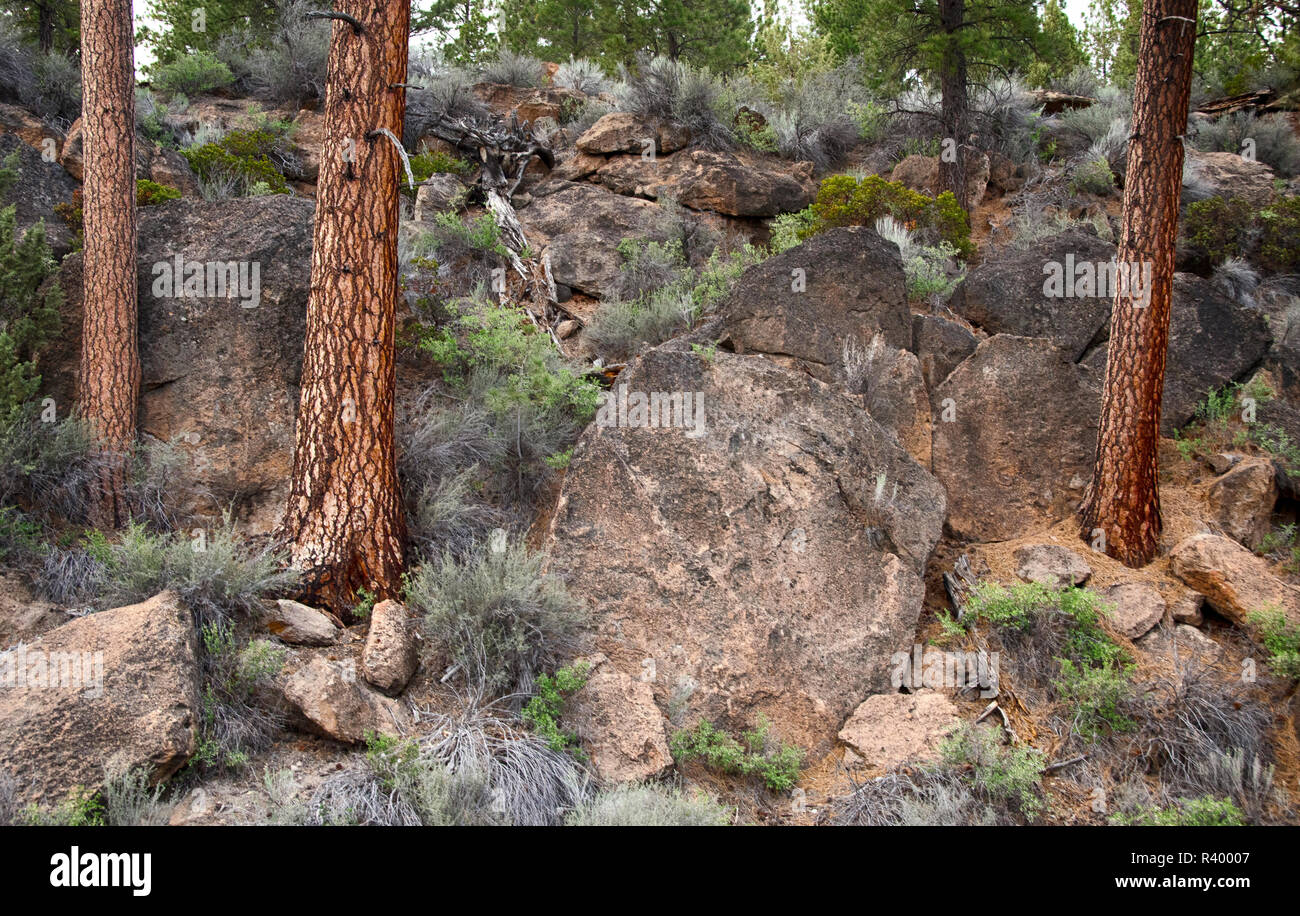 Bend, Oregon, USA. Shevlin Park Ponderosas and boulders Stock Photo - Alamy