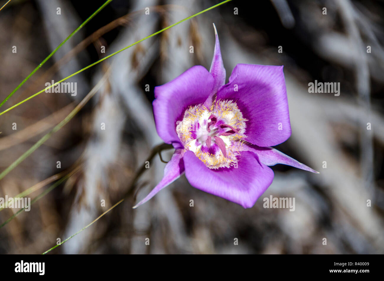 Oregon, USA. Smith Rock State Park, Green-banded mariposa lily ...