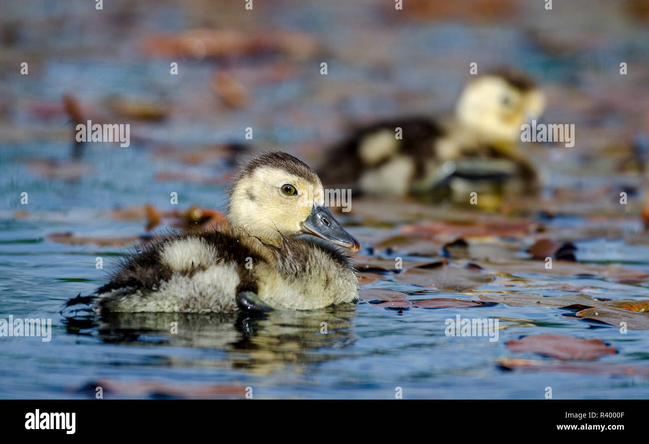 USA, Oregon, Hosmer Lake, Deschutes National Forest, Ringed-Neck ...