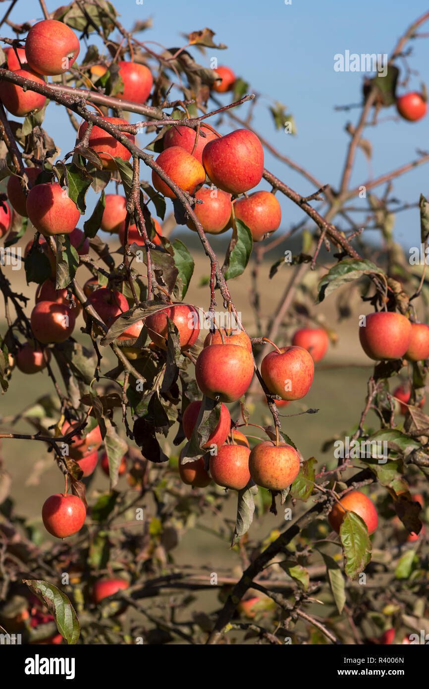 Unharvested apples hi-res stock photography and images - Alamy