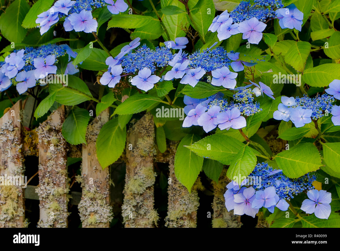 Blue hydrangea fence hi-res stock photography and images - Alamy