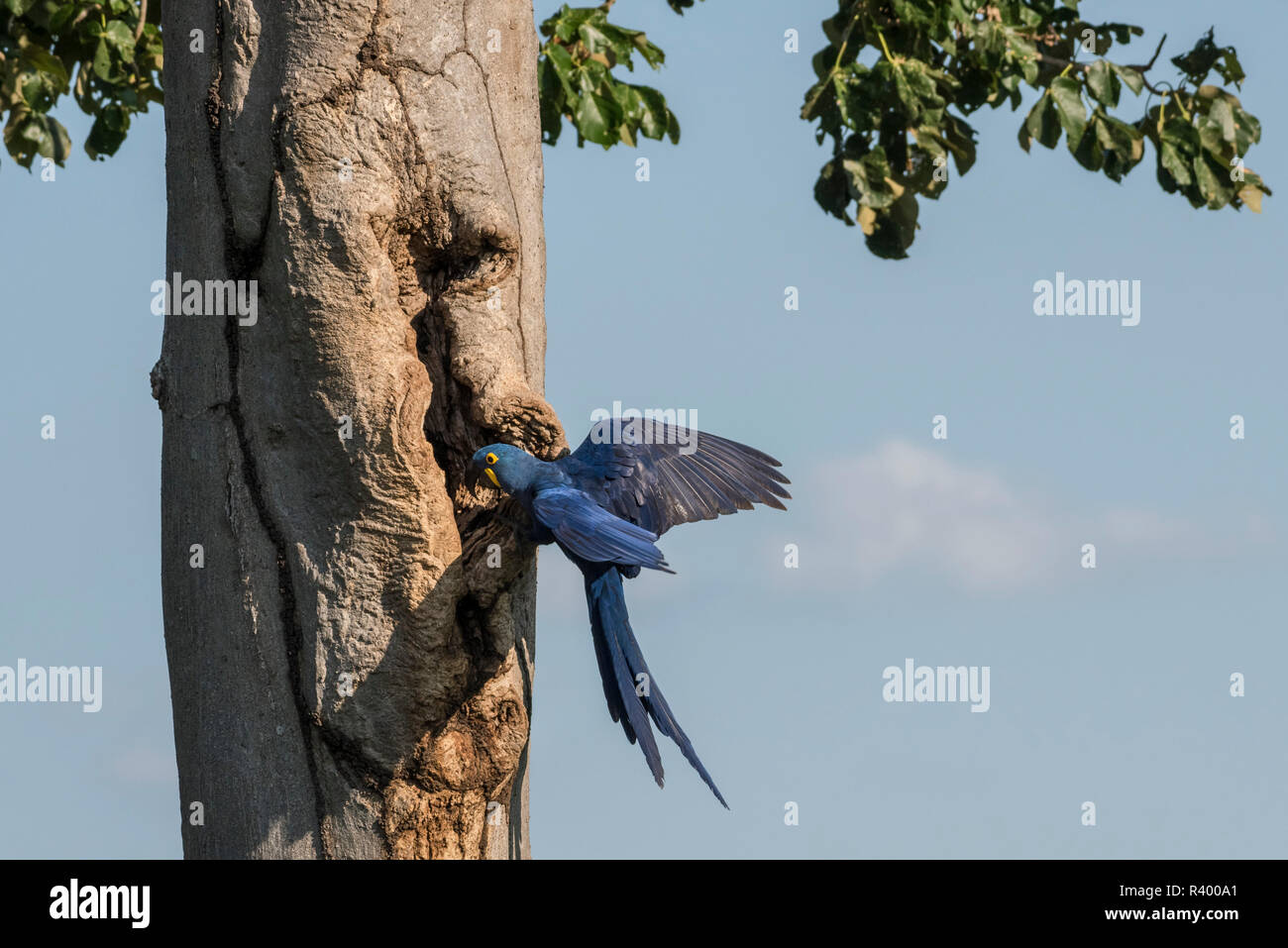 Hyacinth Macaw Anodorhynchus Hyacinthinus Approaching The Breeding