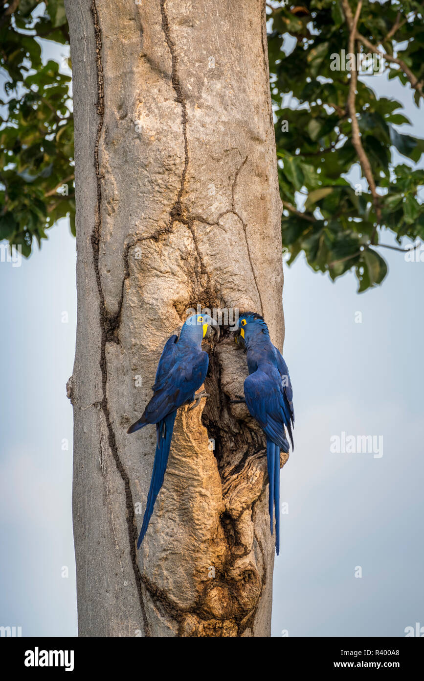 Hyacinth Macaws Anodorhynchus Hyacinthinus At Her Breeding Cave At