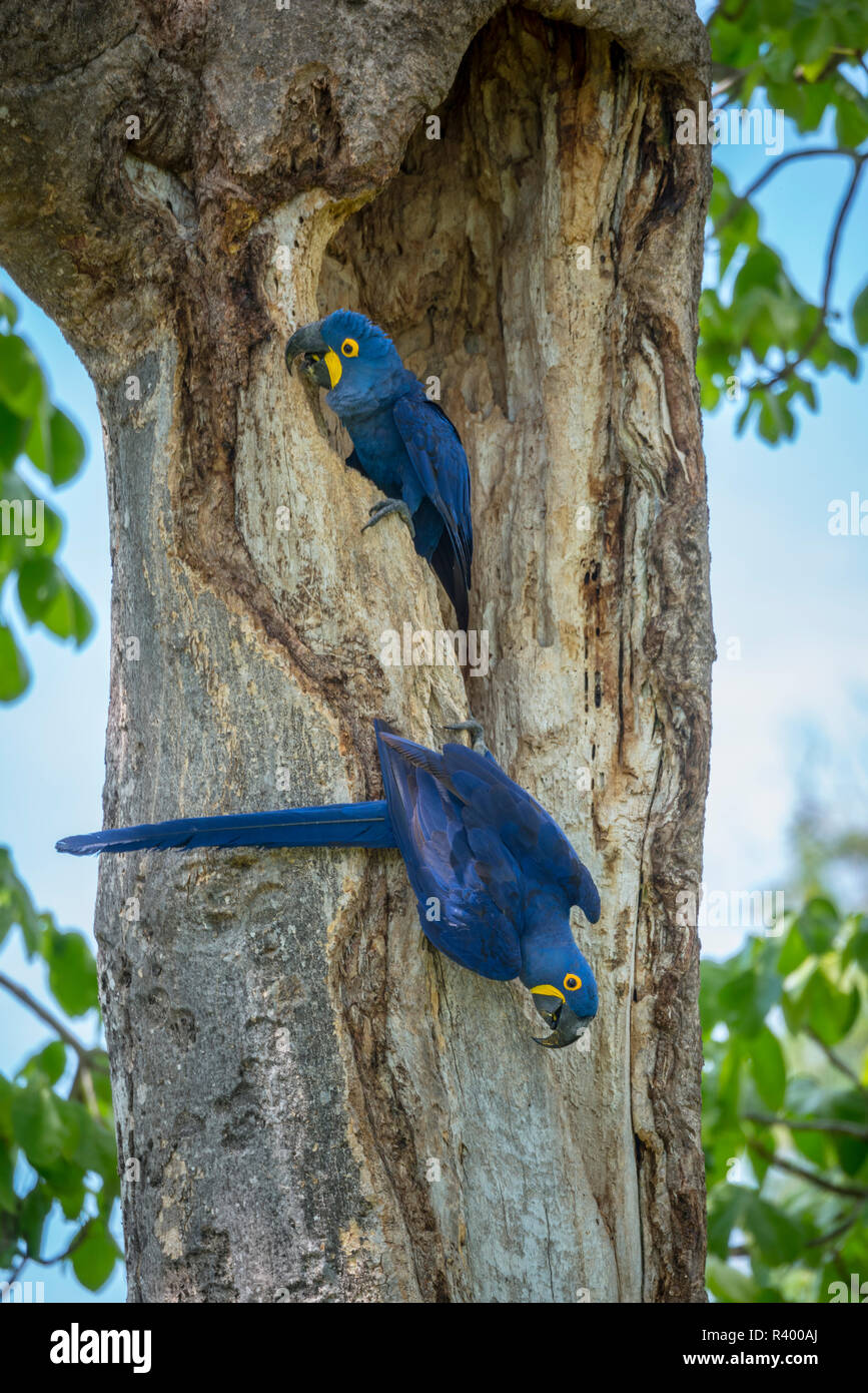 Hyacinth Macaws Anodorhynchus Hyacinthinus At Breeding Cave In The