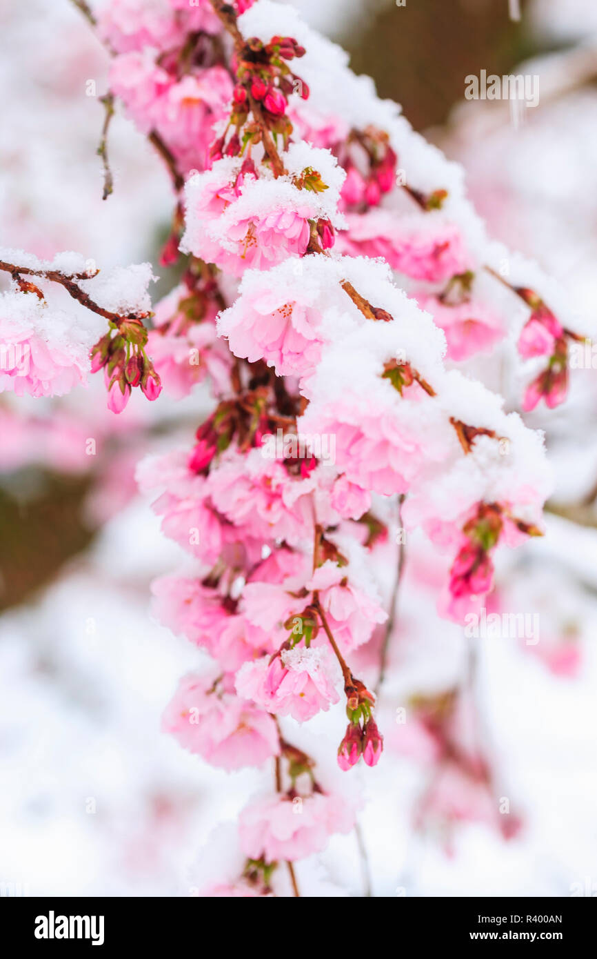 Cherry blossom snowstorm hi-res stock photography and images - Alamy