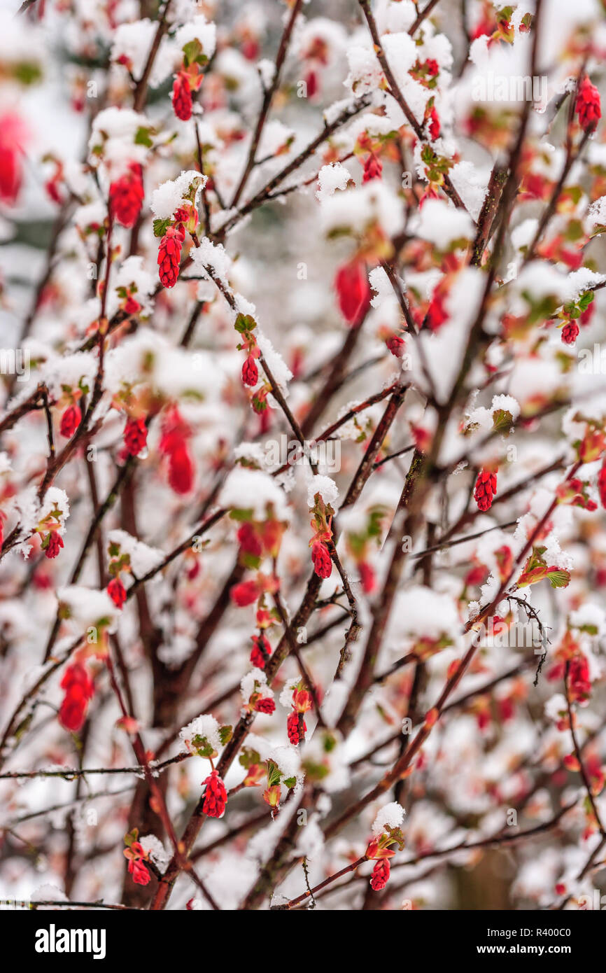 Spring Snowstorm, Portland, Oregon Stock Photo - Alamy