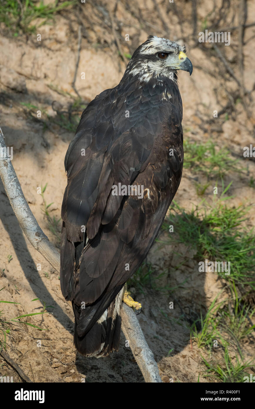 Great black hawk (Buteogallus urubitinga), young bird on the lookout ...