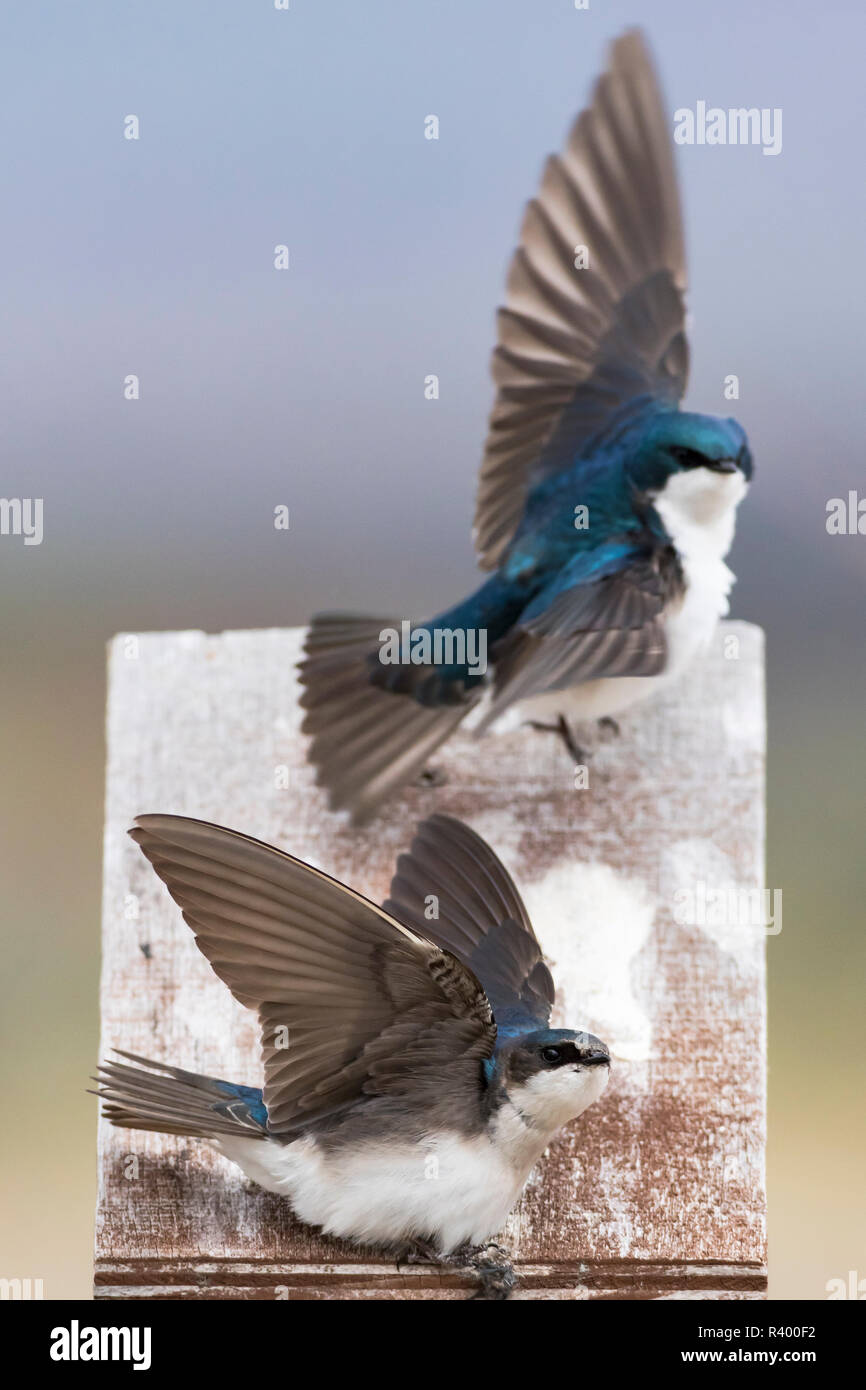 Tree swallows usa migration hi-res stock photography and images - Alamy