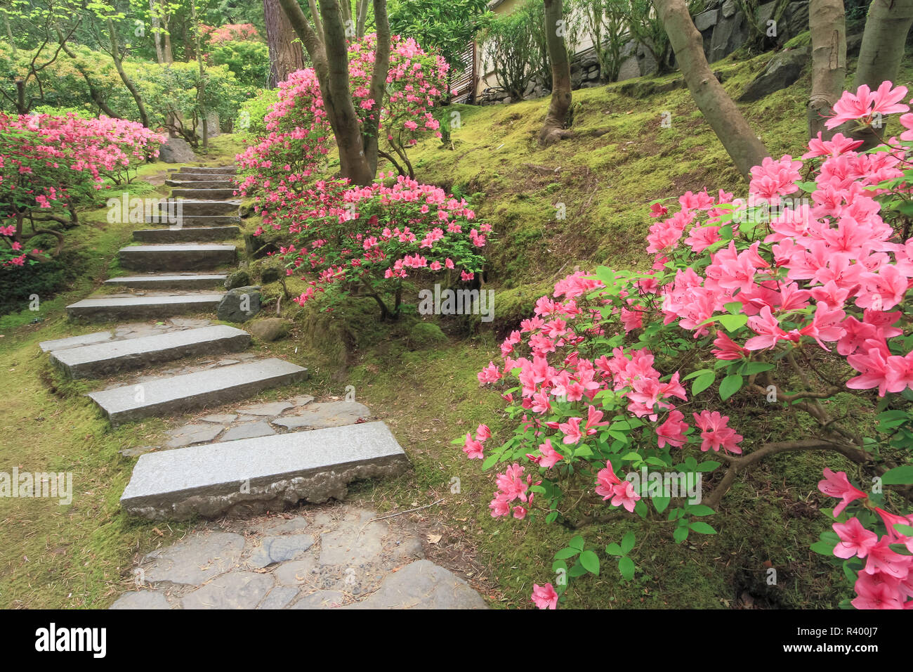 Blooming azaleas, Portland Japanese Garden, Oregon Stock Photo - Alamy