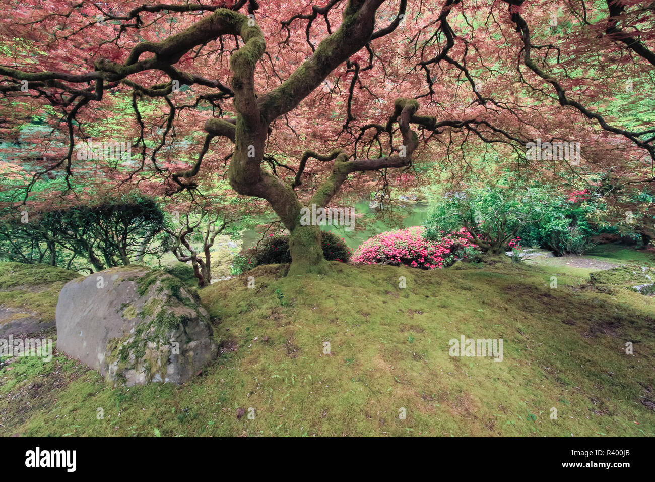 Japanese maple, Portland Japanese Garden, Oregon Stock Photo - Alamy