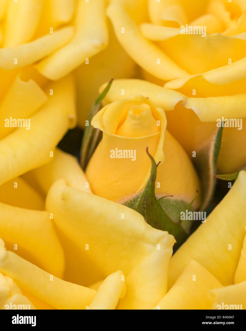 Portland oregon rose test garden hi-res stock photography and images ...