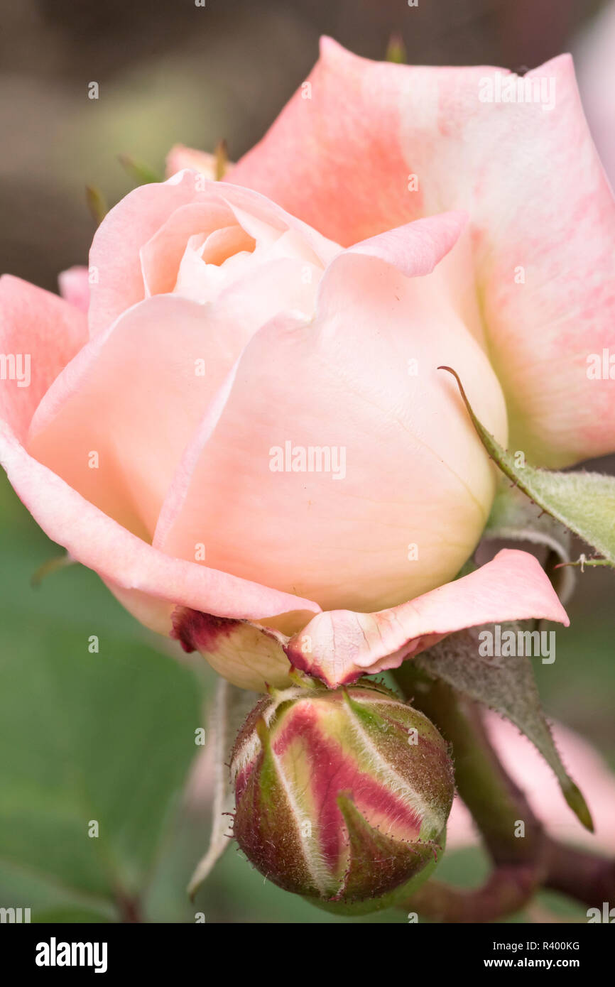 International rose test garden hi-res stock photography and images - Alamy