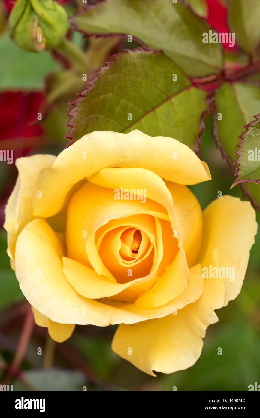 International rose test garden portland hi-res stock photography and ...