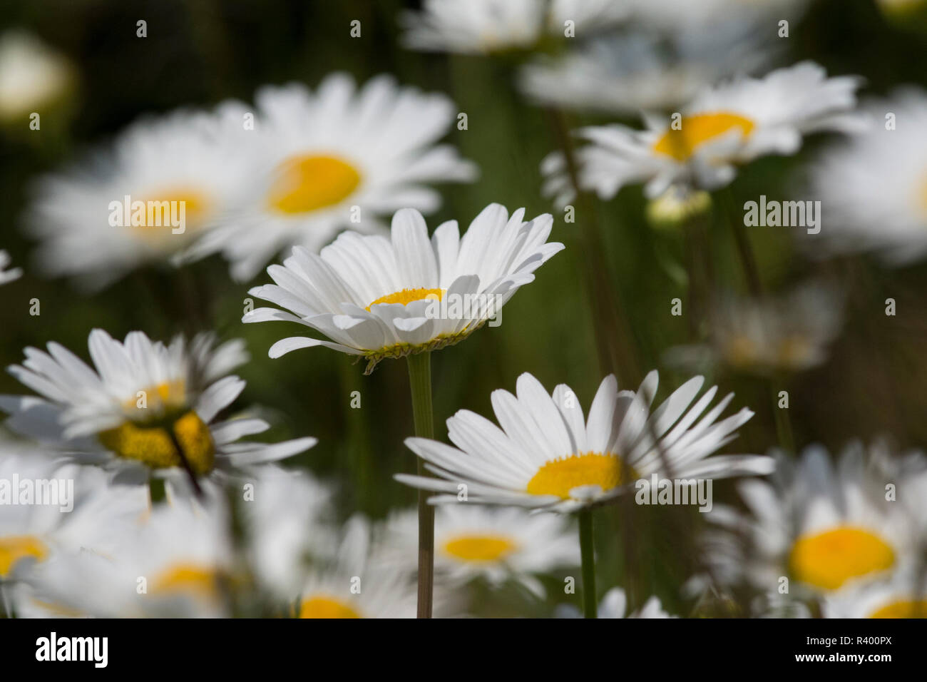 Pennsylvania. Field of daises Stock Photo - Alamy