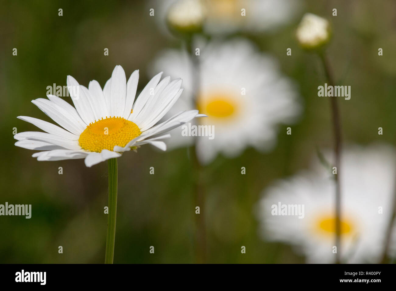 Pennsylvania. Field of daises Stock Photo - Alamy