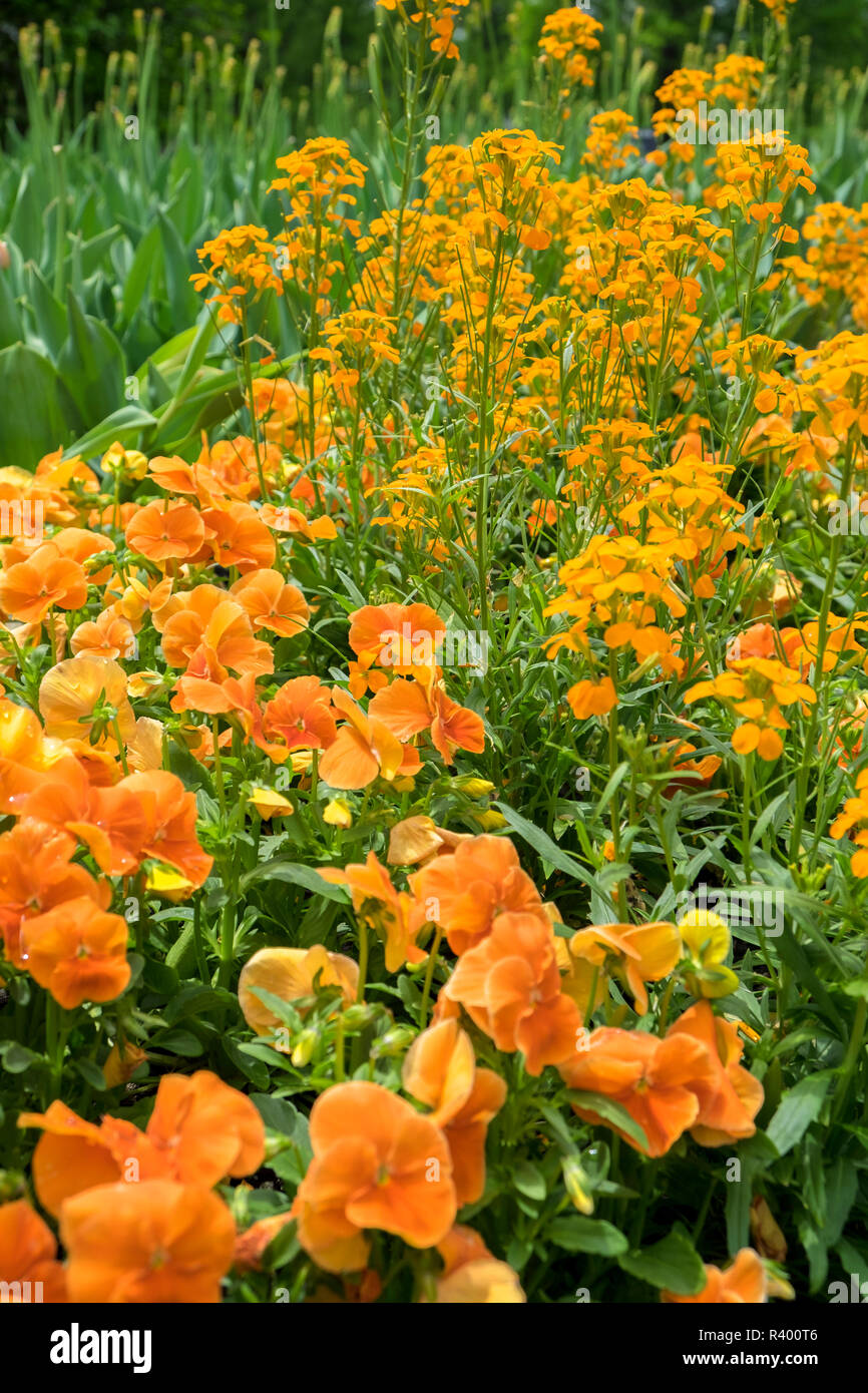 Spring matrix deep orange hi-res stock photography and images - Alamy