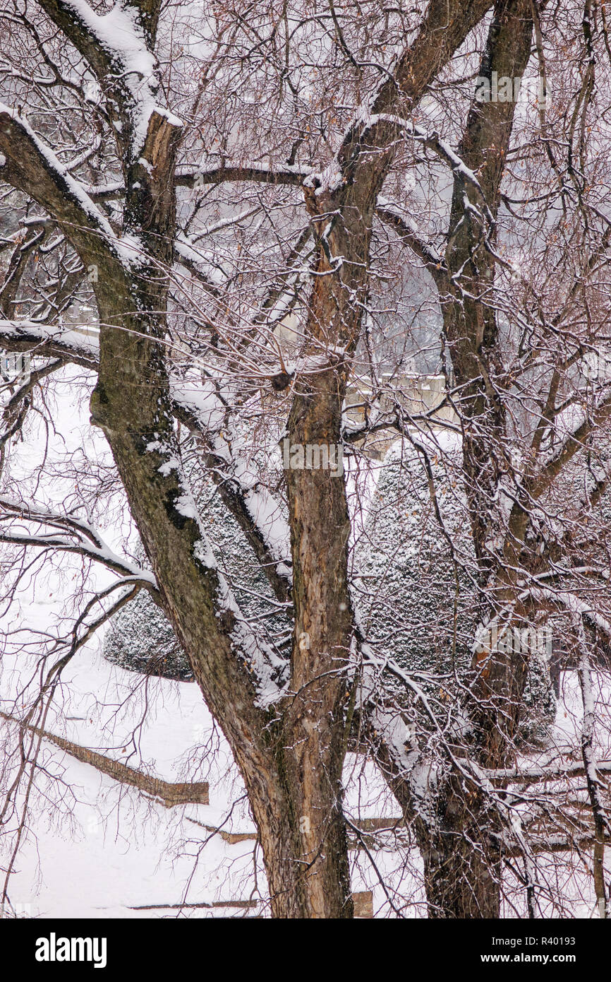 trees under the snow in the park, note shallow depth of field Stock ...
