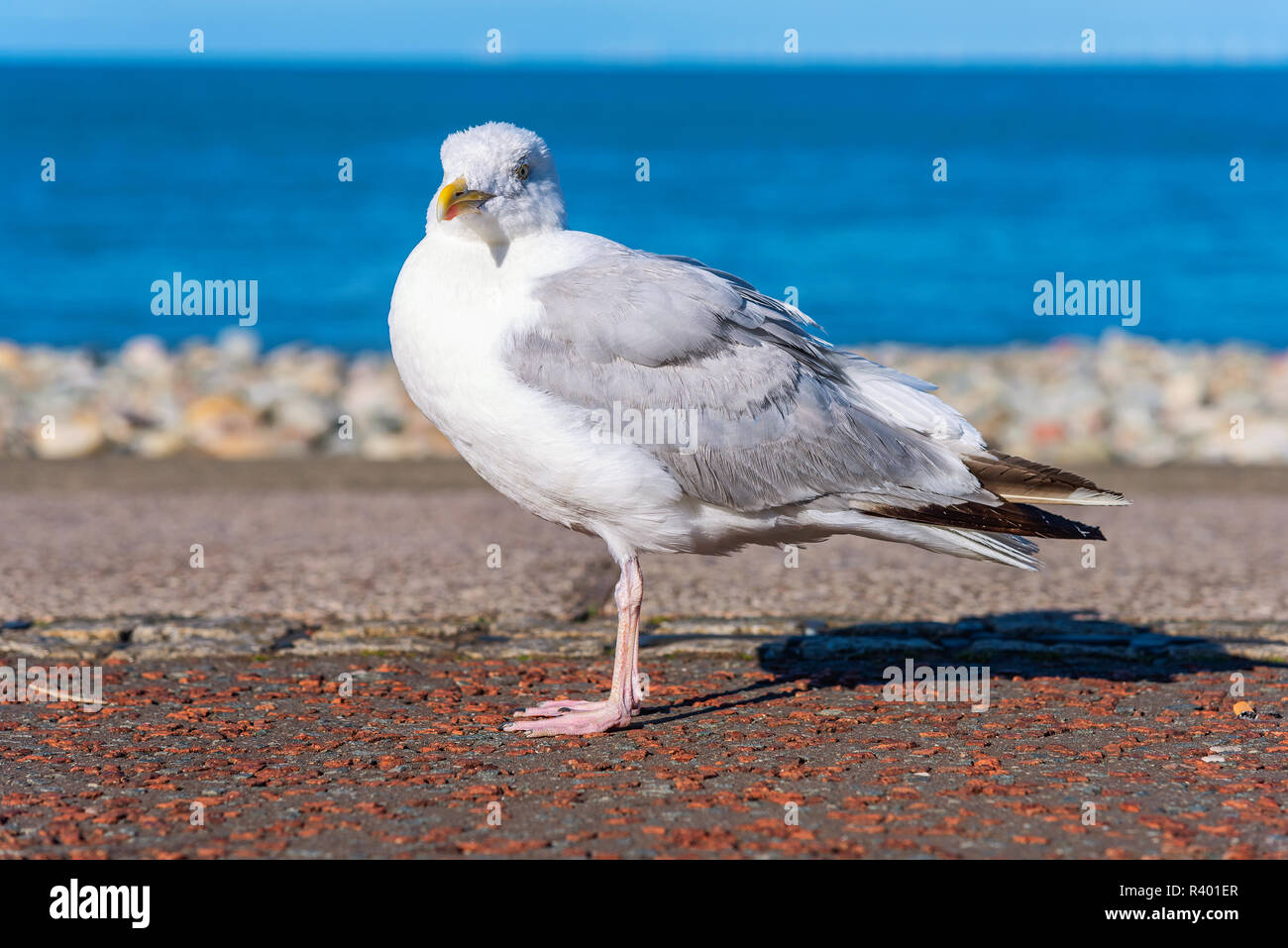 British Seagull in Llandundo seaside town in Wales Stock Photo - Alamy