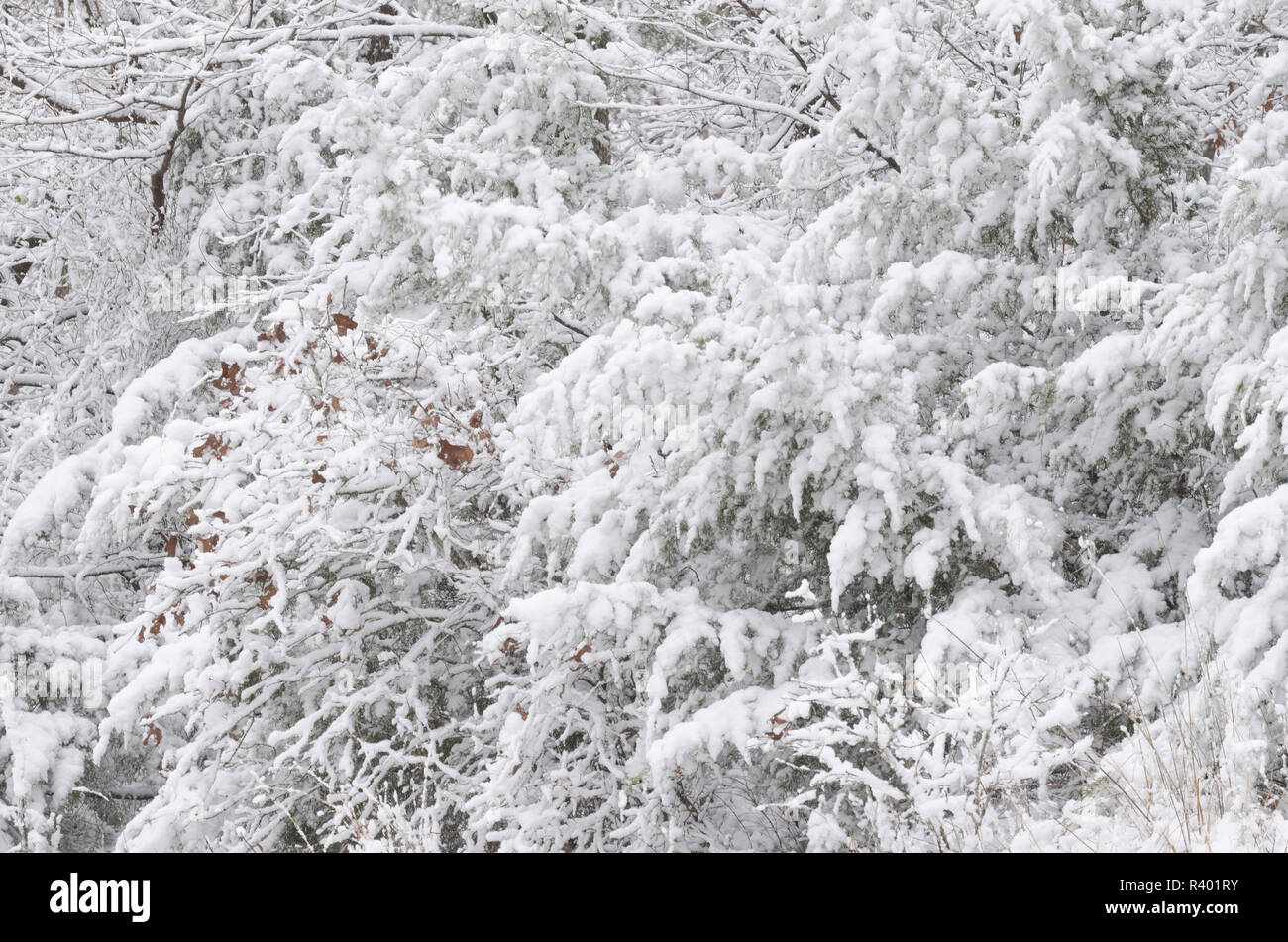 Wet snow hi-res stock photography and images - Alamy
