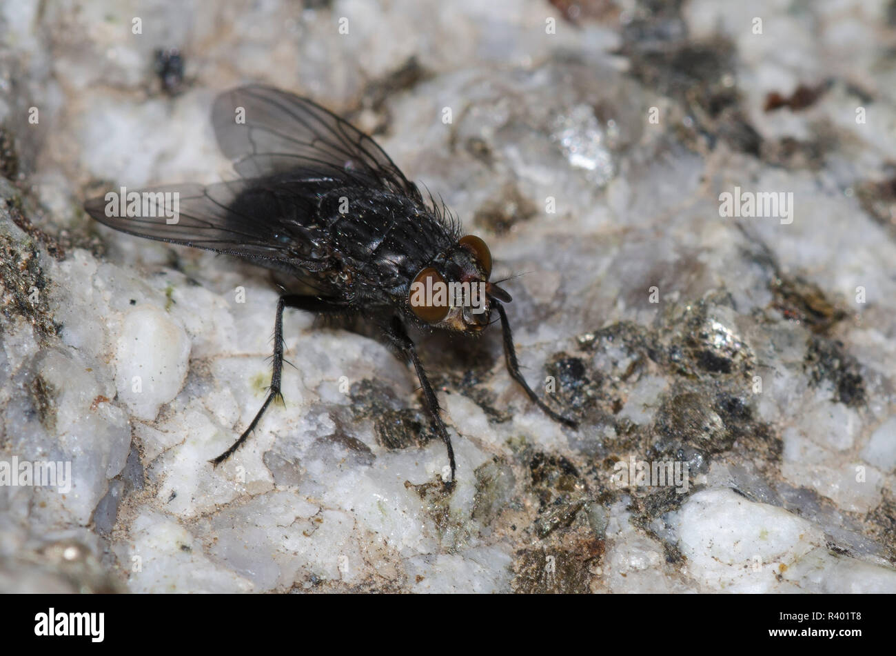 Calliphora sp hi-res stock photography and images - Alamy