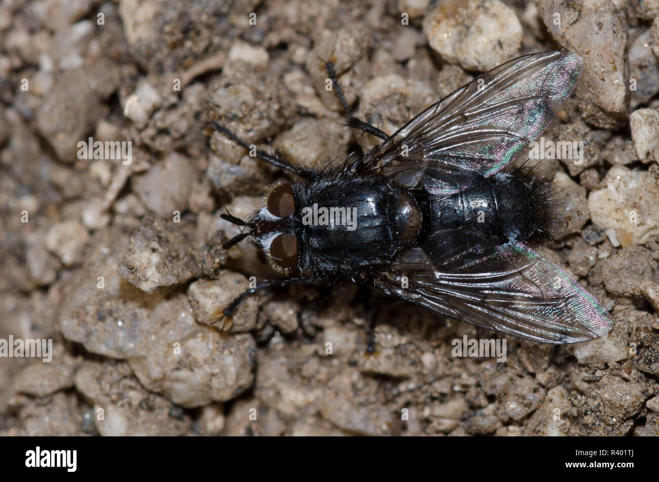 Tachinidae hi-res stock photography and images - Alamy