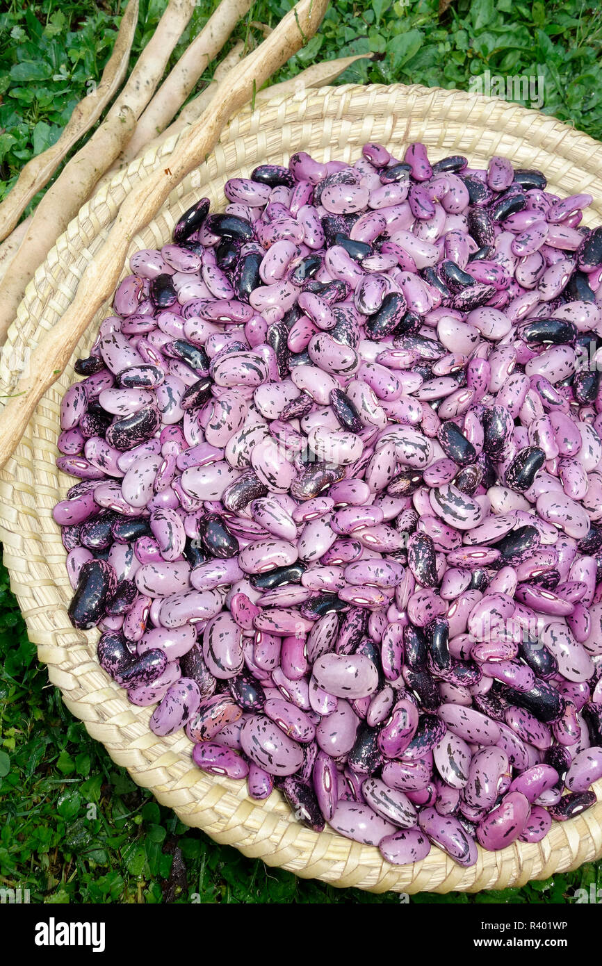 Dried runner beans in a wicker basket. (Phaseolus coccineus Stock Photo ...