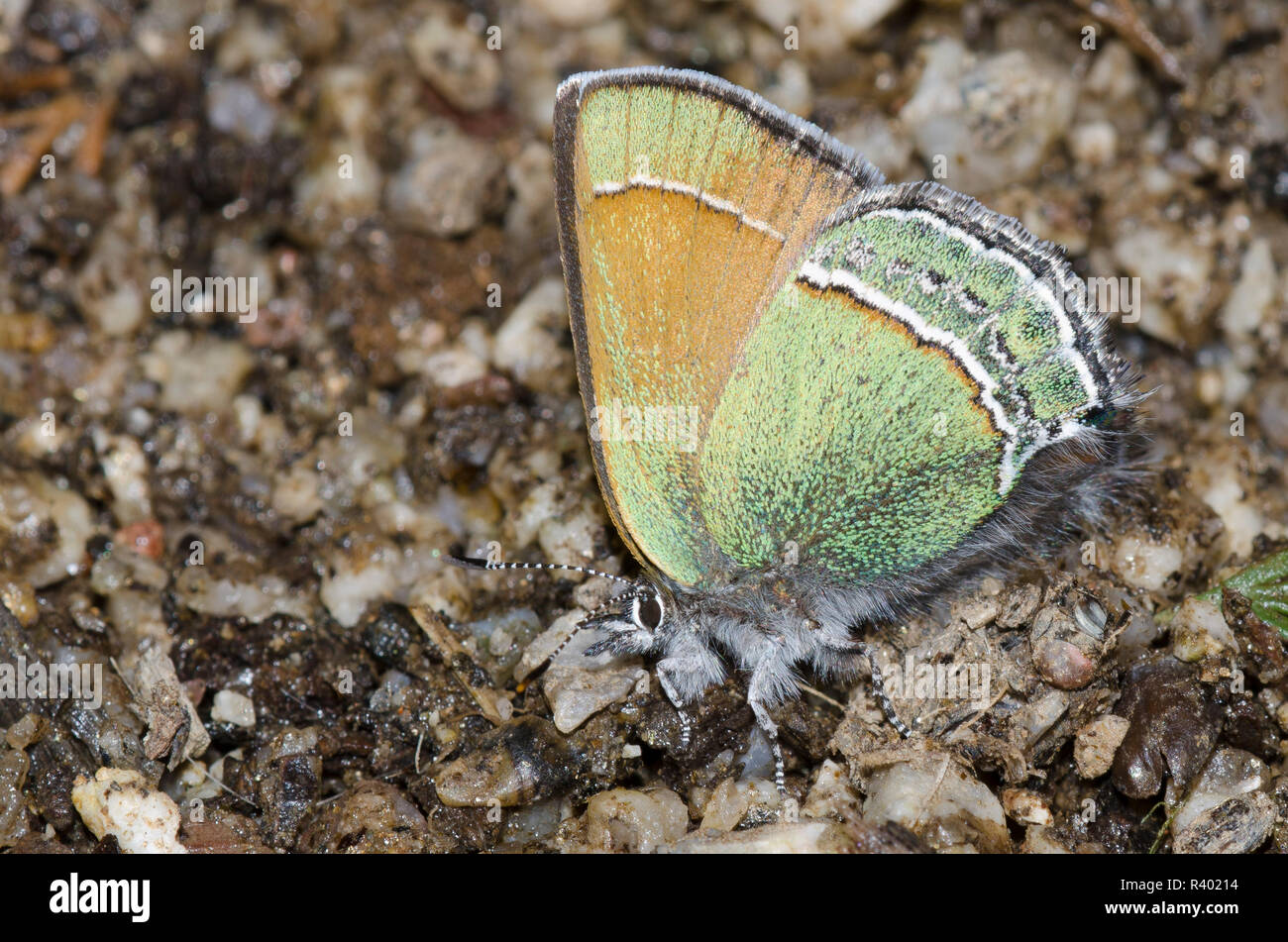 Sandia hairstreak hi-res stock photography and images - Alamy