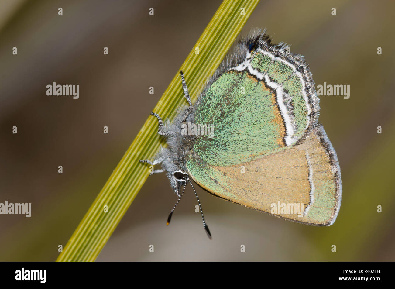 New Mexico State Butterfly