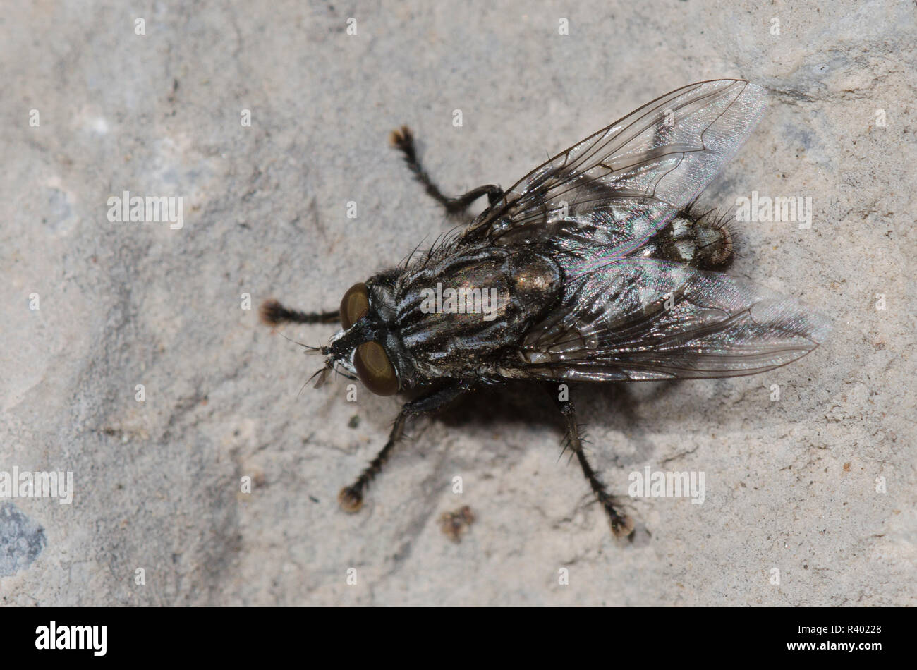 Flesh Fly, Family Sarcophagidae Stock Photo - Alamy