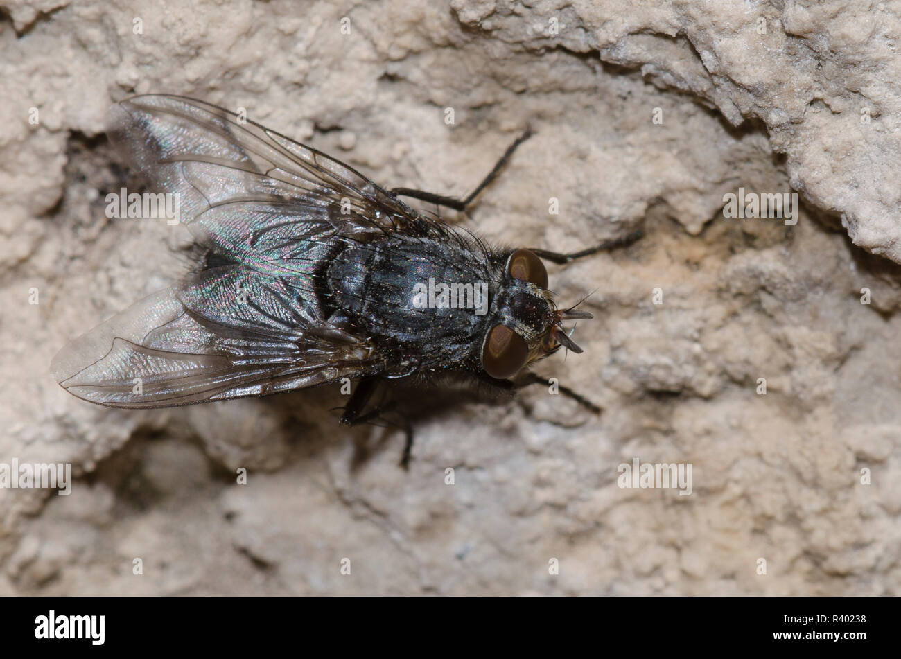 Blow Fly, Calliphora sp Stock Photo - Alamy