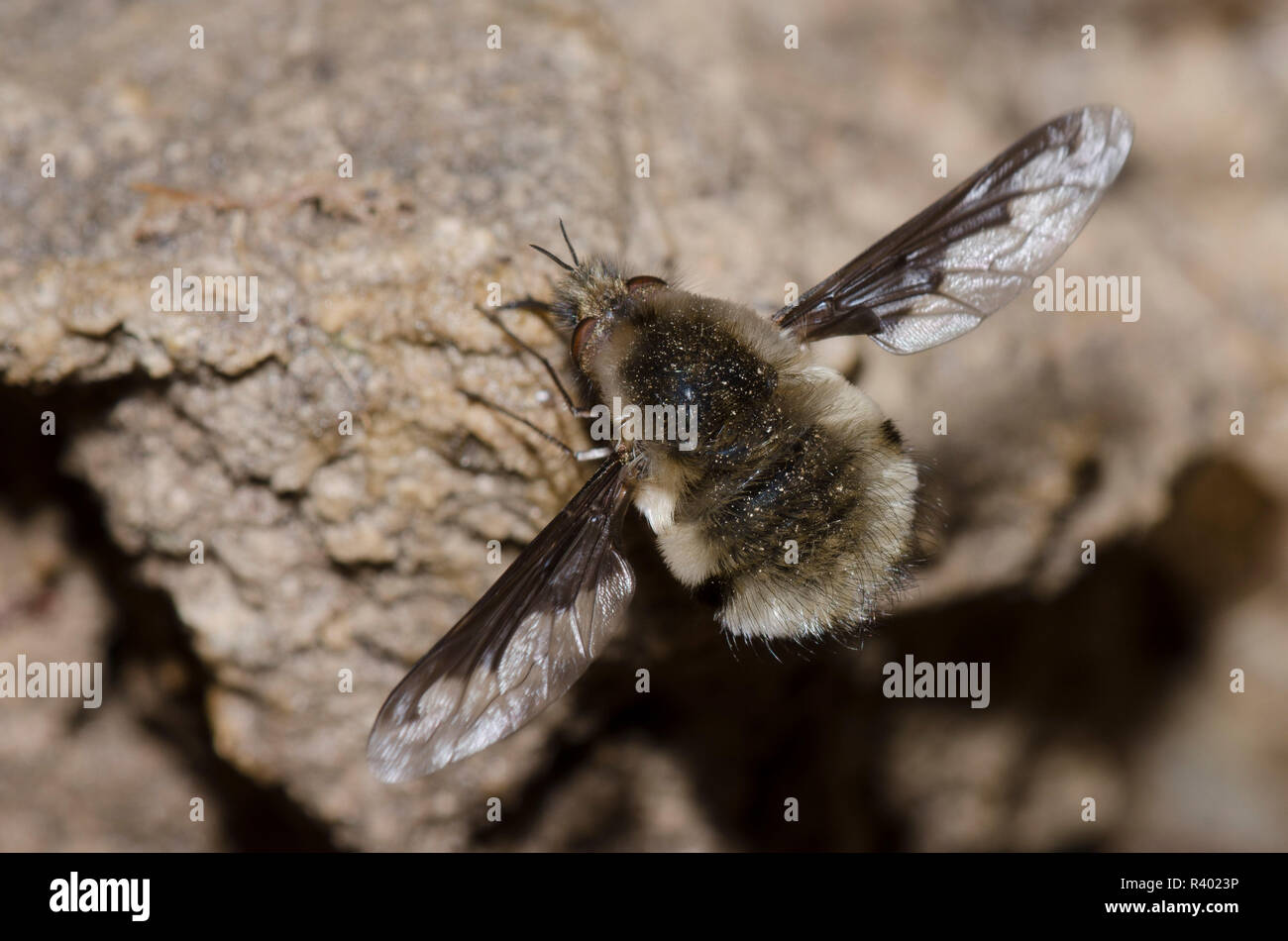 Greater Bee Fly, Bombylius major Stock Photo - Alamy