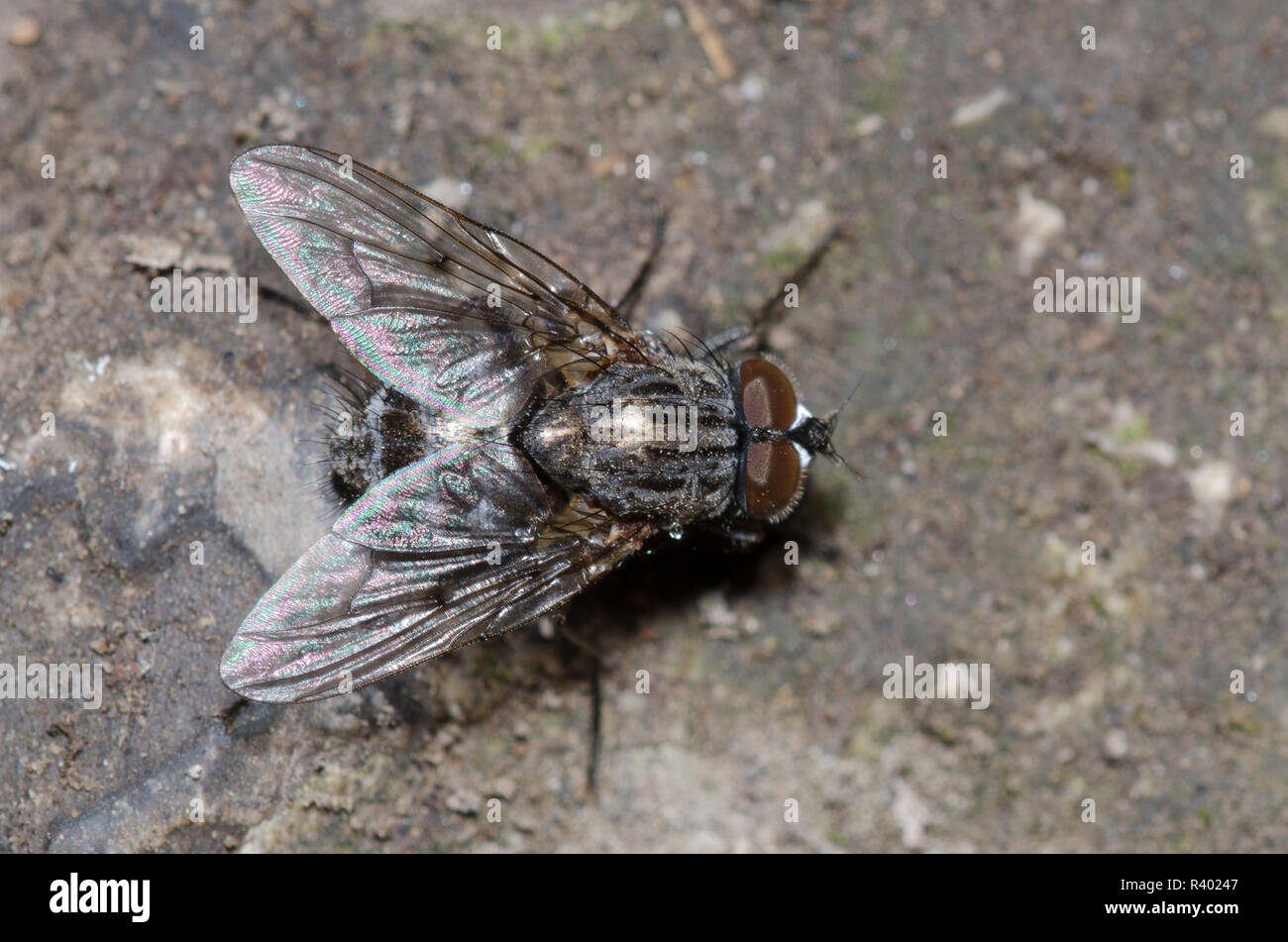 House fly family hi-res stock photography and images - Alamy