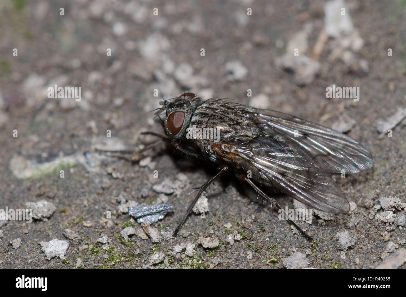 House Fly, Family Muscidae Stock Photo - Alamy