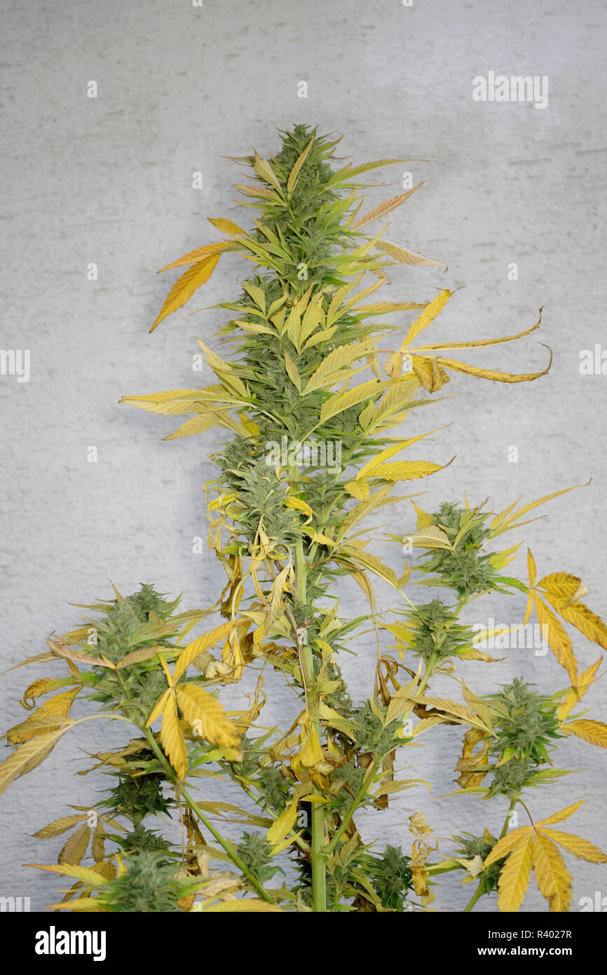 Female cannabis flower close hi-res stock photography and images - Alamy
