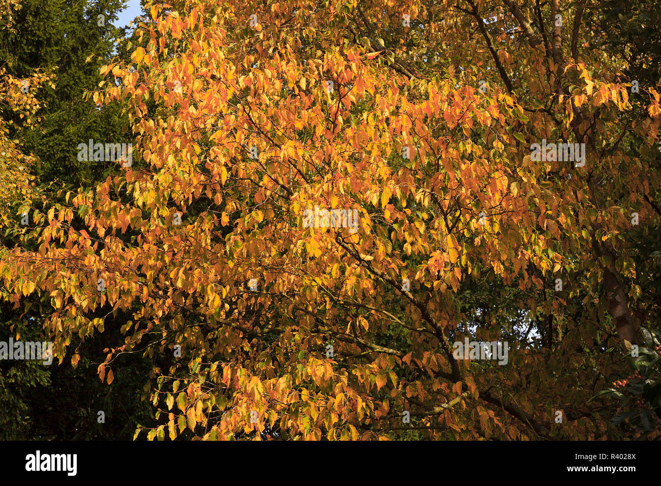 Beech Tree Autumn colours Stock Photo - Alamy
