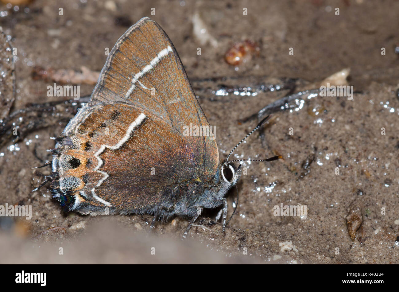 Thicket Hairstreak, Callophrys spinetorum, mud-puddling Stock Photo - Alamy