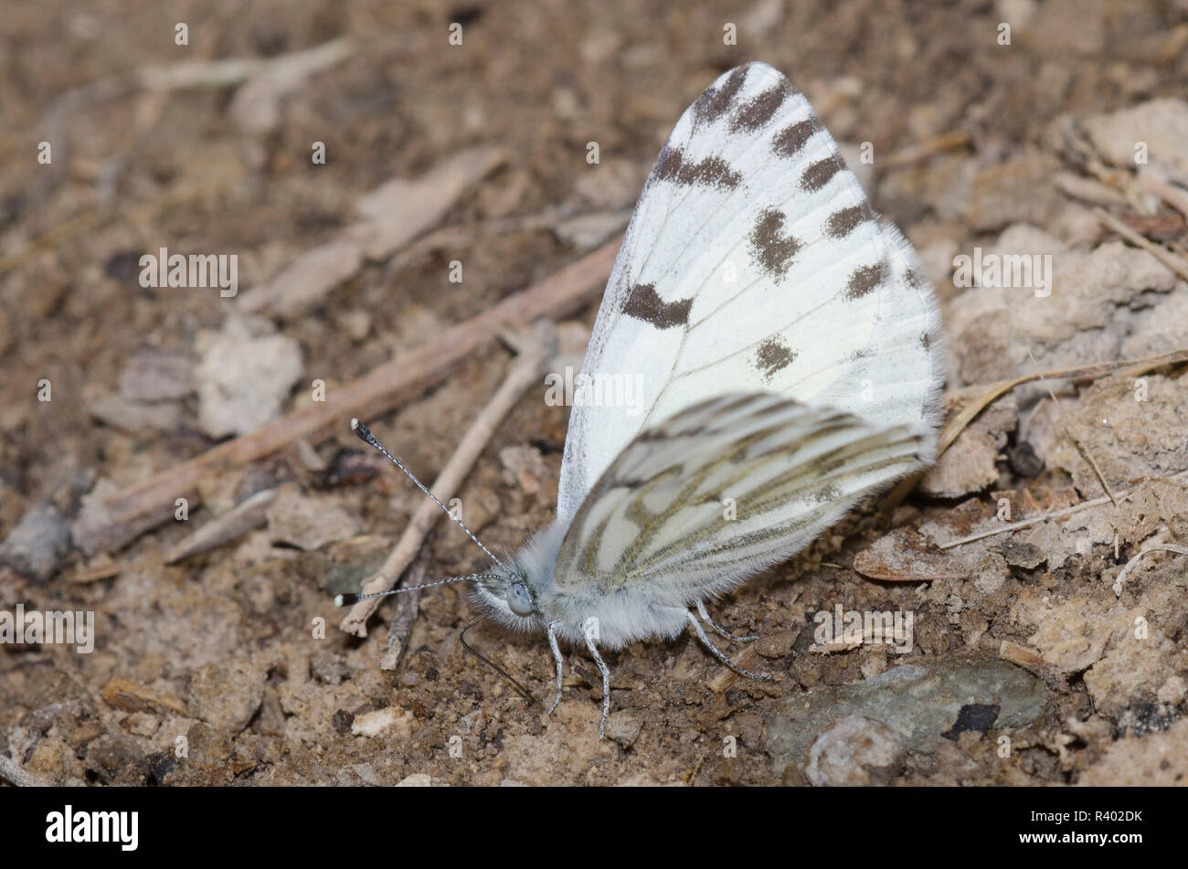 White mud hi-res stock photography and images - Alamy