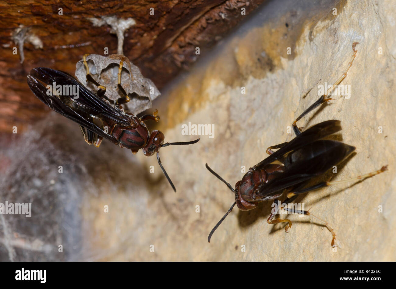 Female paper wasps, Polistes metricus, building nest under window eve ...