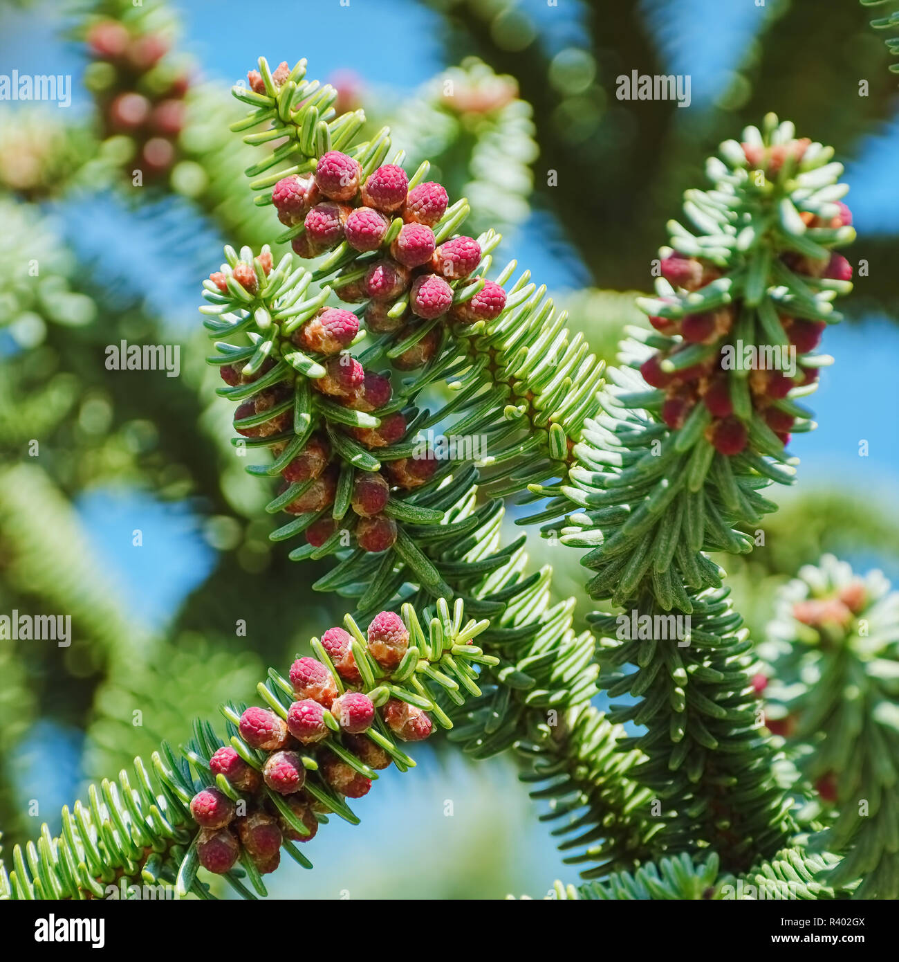 Spanish fir cones hi-res stock photography and images - Alamy