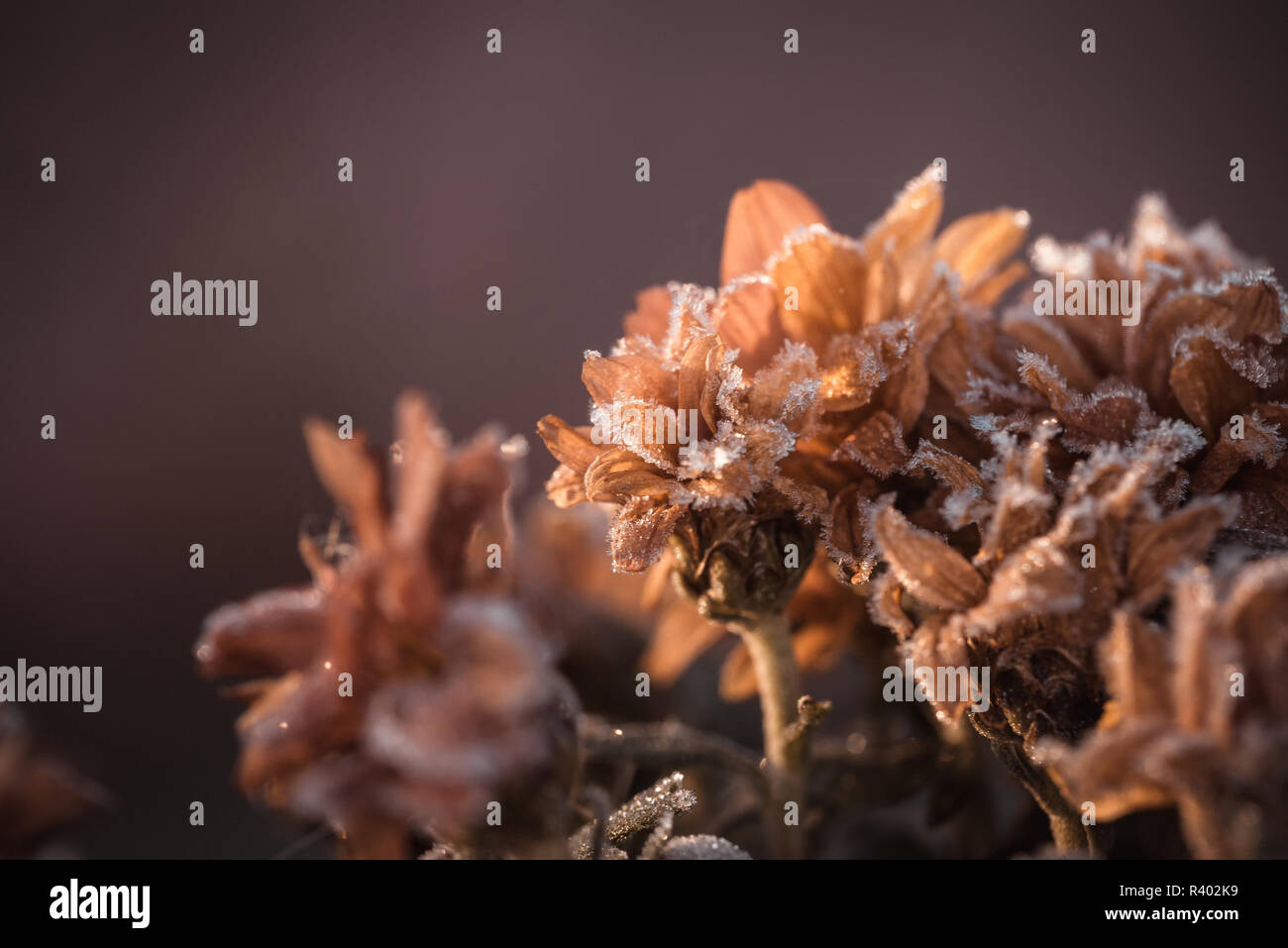 Frost flower hi-res stock photography and images - Alamy