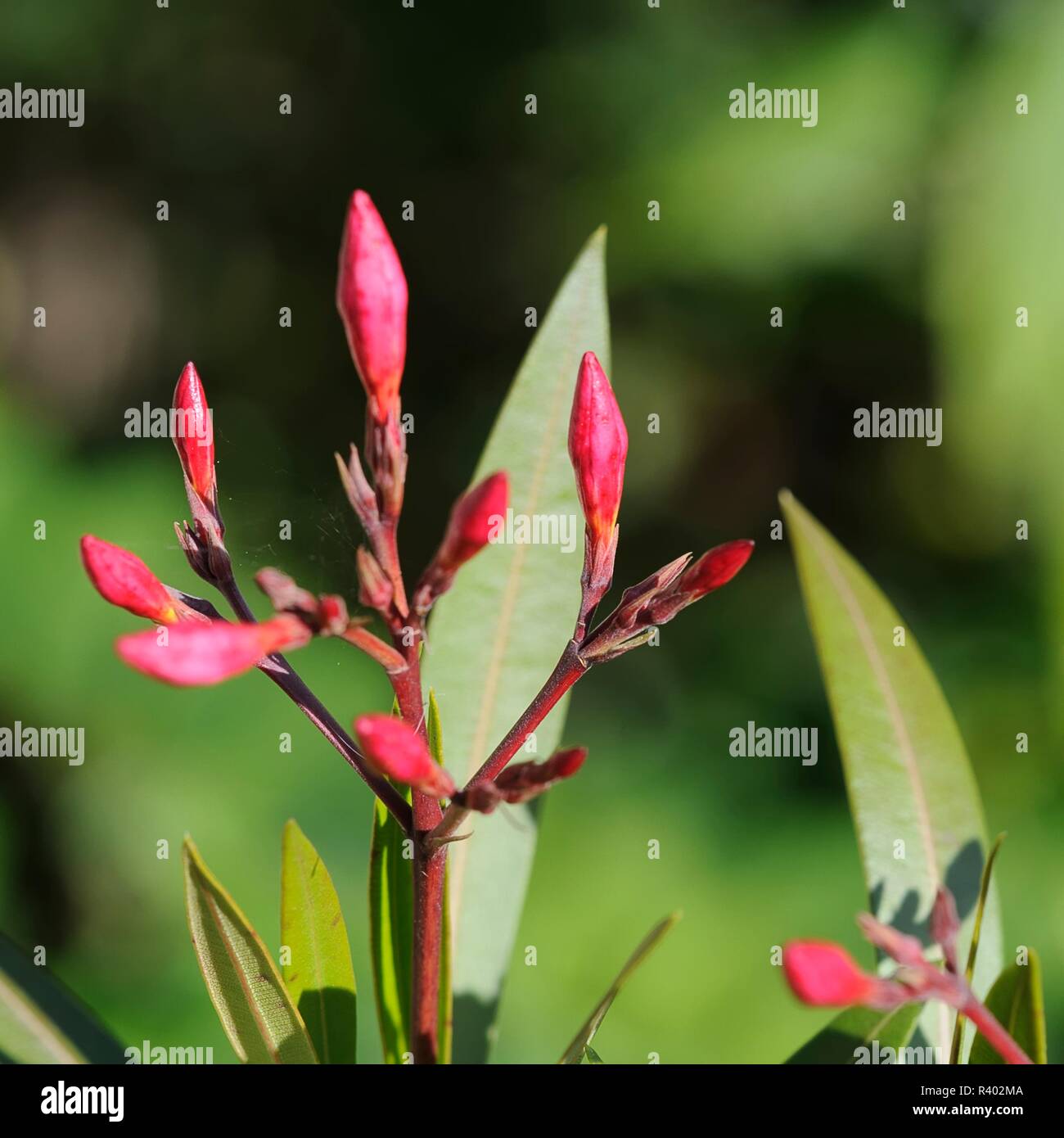 Oleanders garden hi-res stock photography and images - Alamy