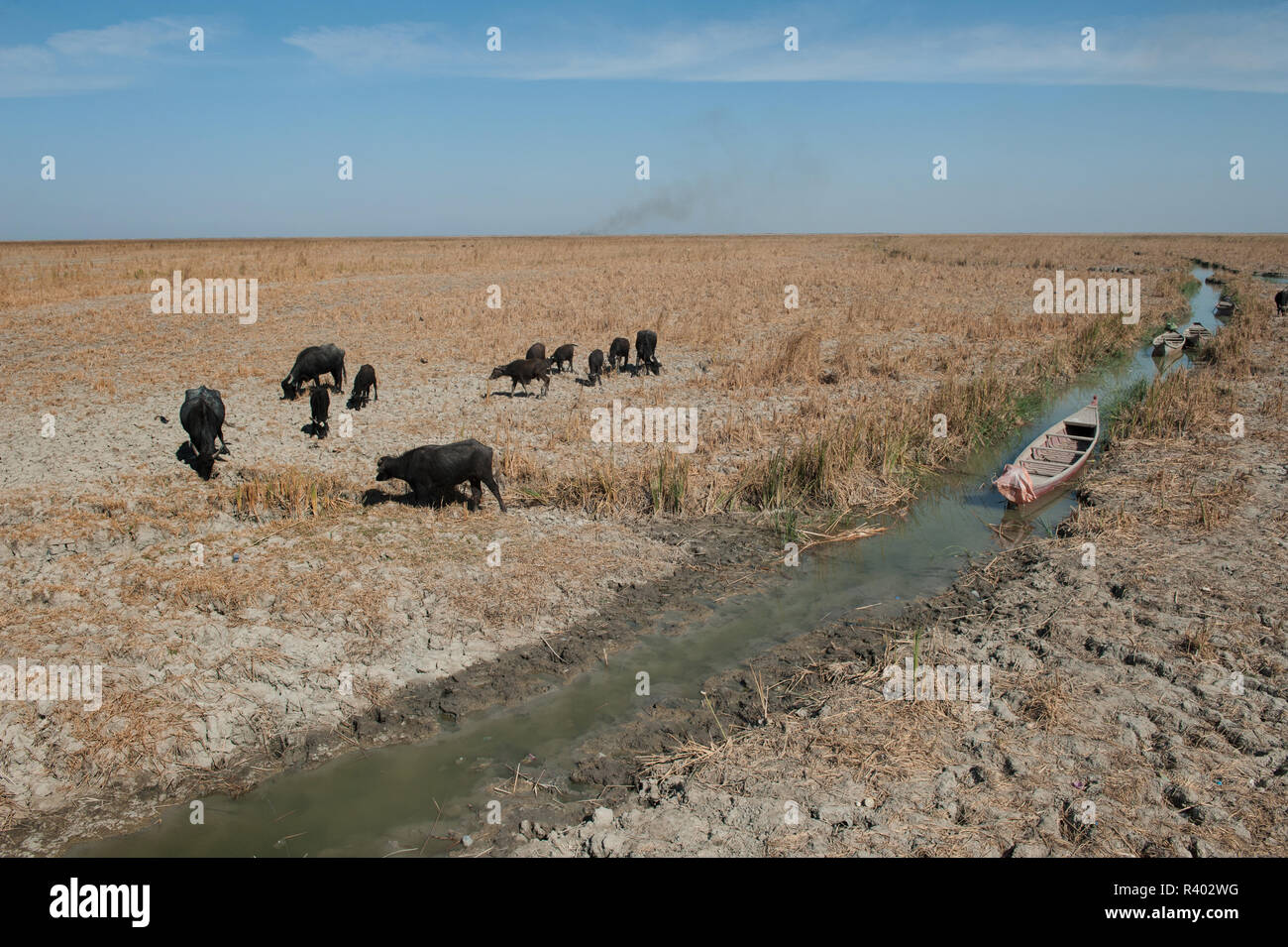 Tigris euphrates marsh hi-res stock photography and images - Alamy