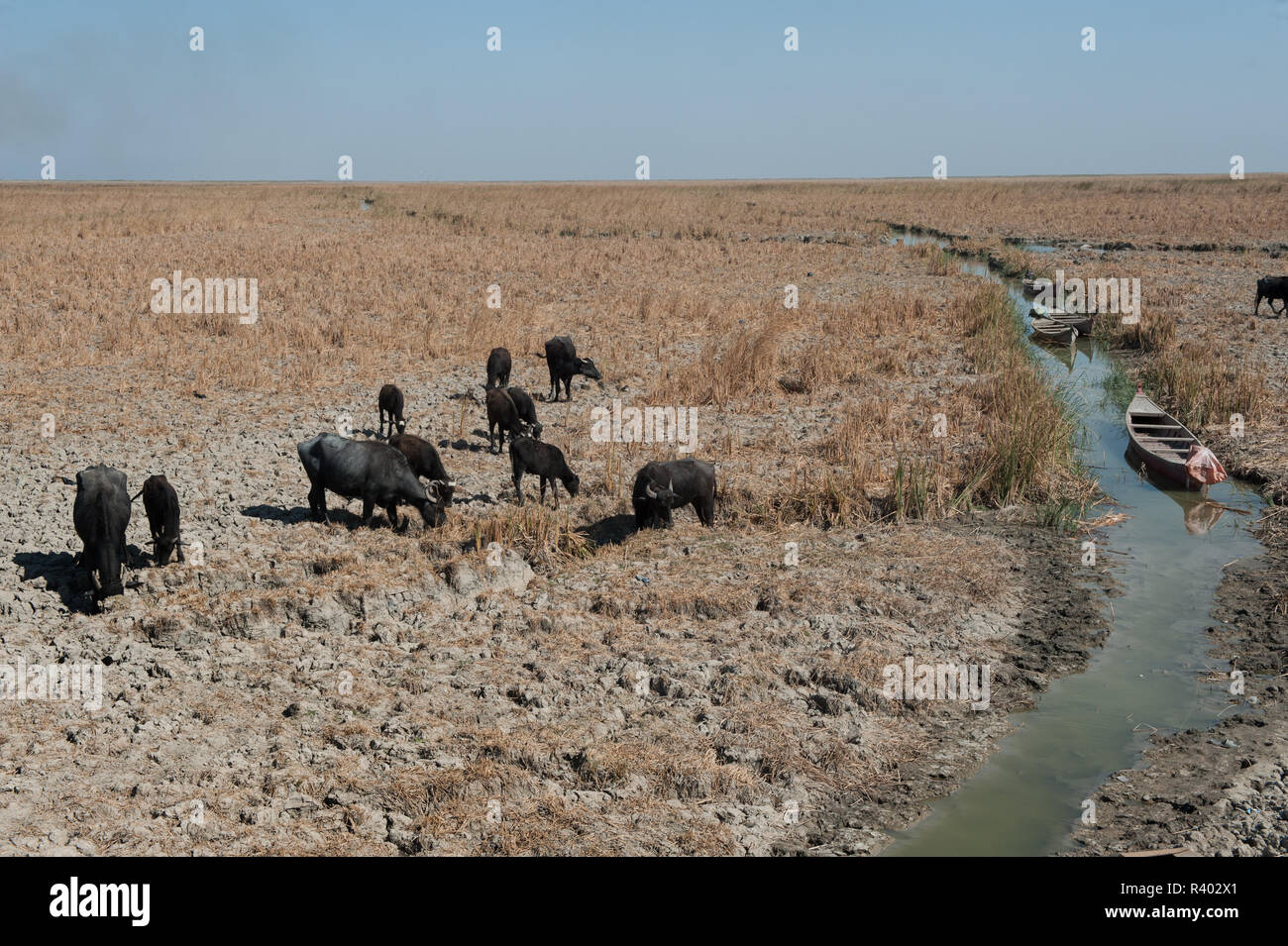 Tigris euphrates marsh hi-res stock photography and images - Alamy
