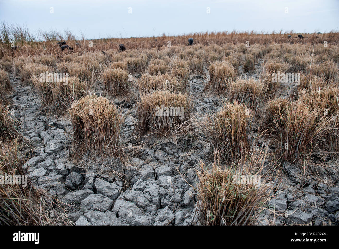 Tigris euphrates marsh hi-res stock photography and images - Alamy