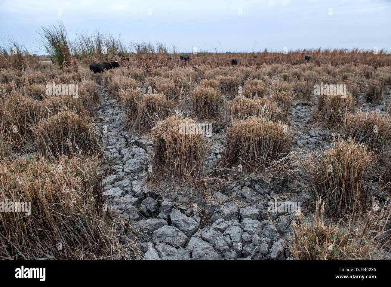 Buffalo Farming in the Marshes of Southern Iraq Stock Photo - Alamy