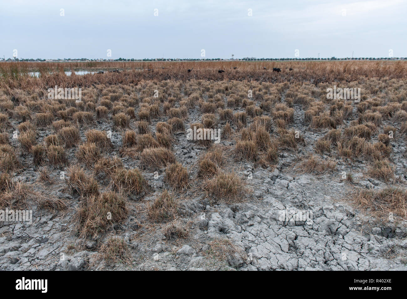 Tigris euphrates marsh hi-res stock photography and images - Alamy