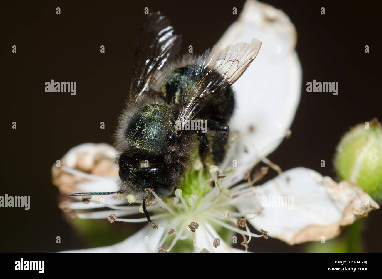 Blue orchard hi-res stock photography and images - Alamy