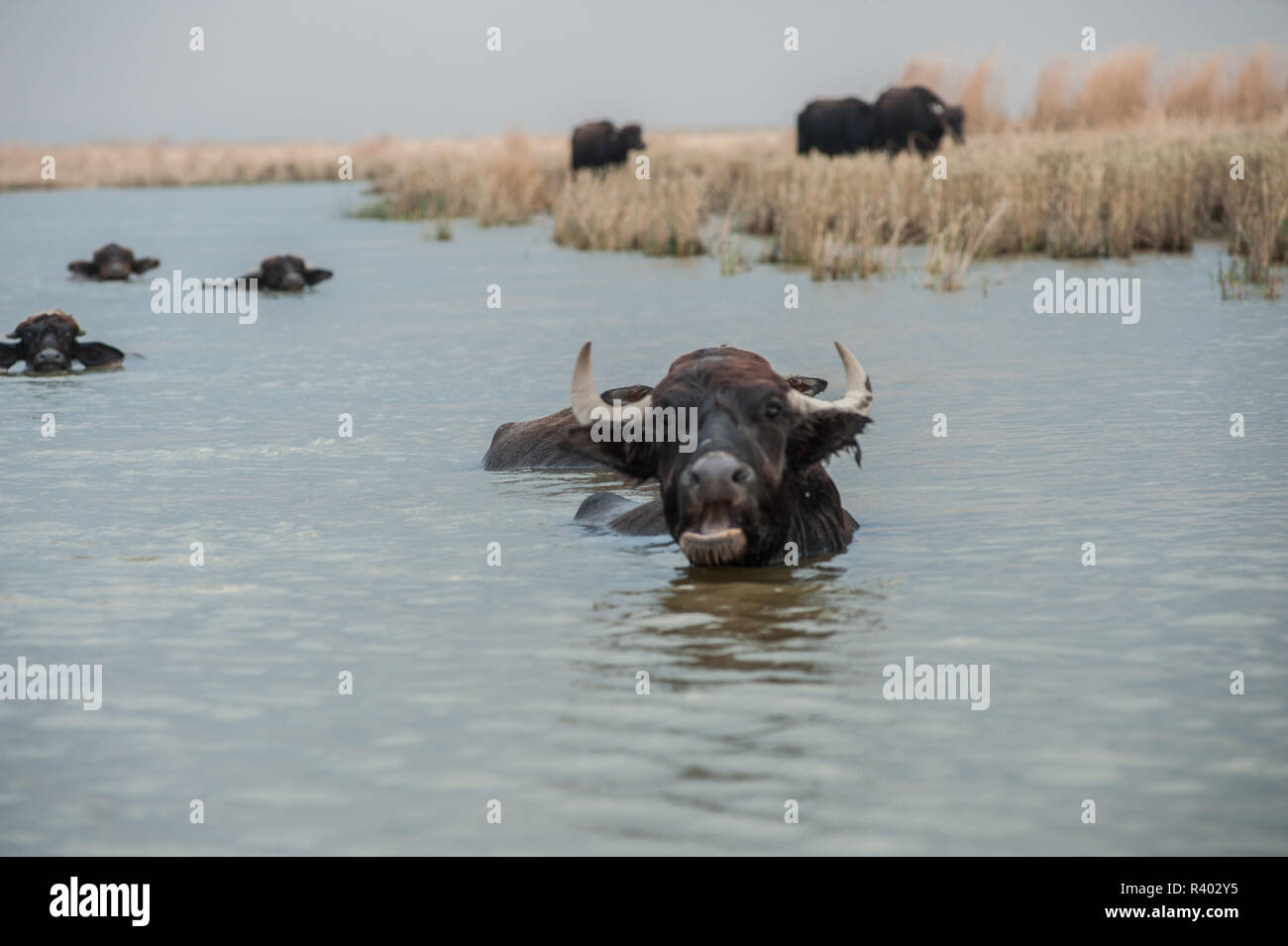 Buffalo Farming in the Marshes of Southern Iraq Stock Photo - Alamy
